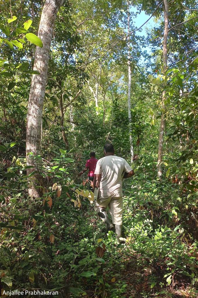 Regenerated Forest Mammal Monitoring Project – Small Cat Advocacy and ...